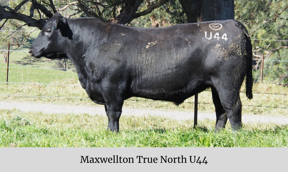 Lot 29 - MAXWELLTON TRUE NORTH U044 | AuctionsPlus