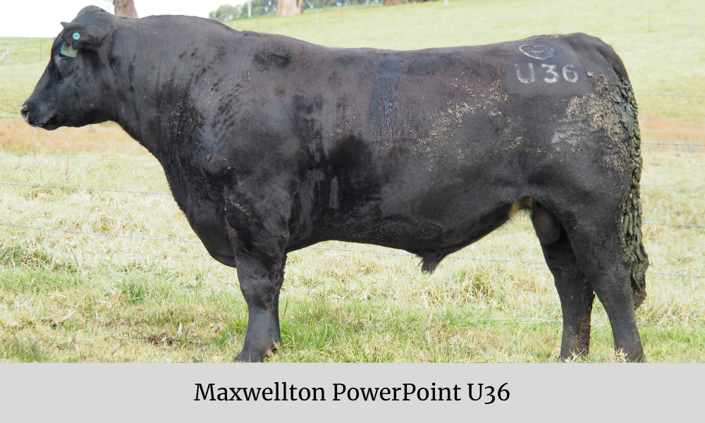 Lot 30 - MAXWELLTON POWER POINT U036 | AuctionsPlus