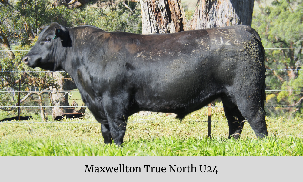 Lot 33 - MAXWELLTON TRUE NORTH U024 | AuctionsPlus