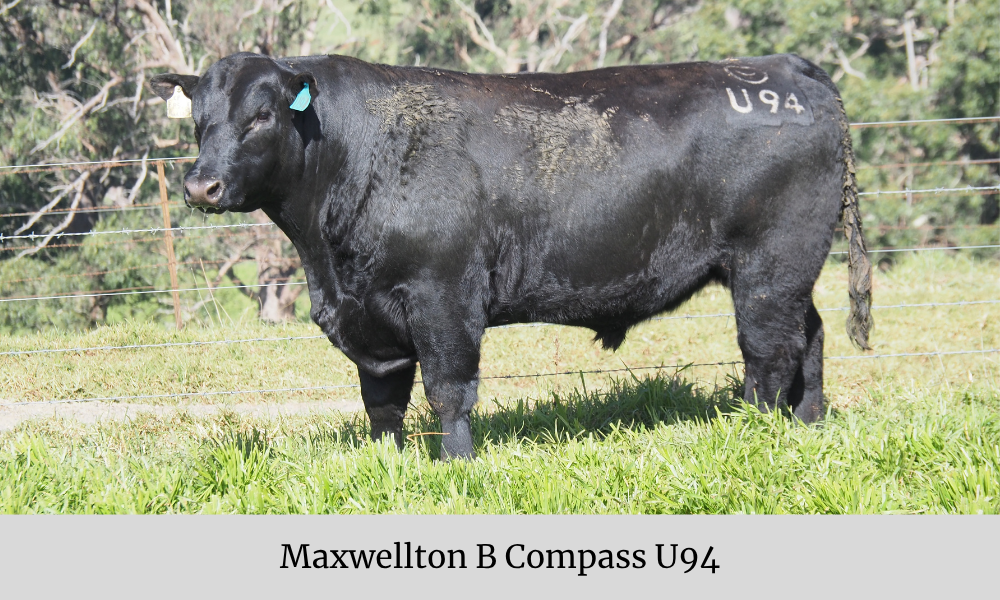 Lot 36 - MAXWELLTON B COMPASS U094 | AuctionsPlus