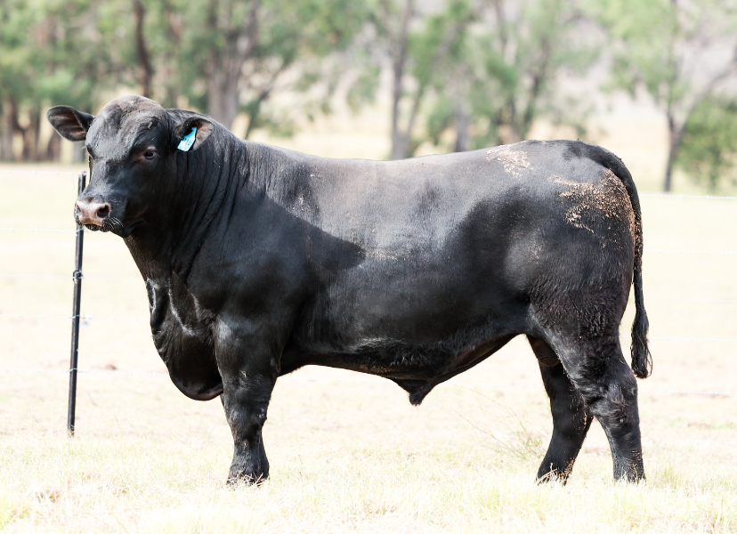Lot 4 - CLUNIE RANGE UNISON U446 | AuctionsPlus
