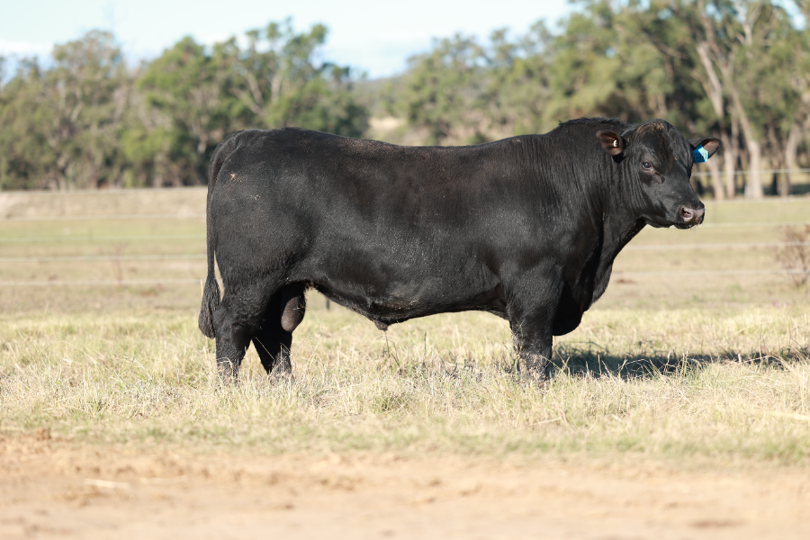 Lot 22 - CLUNIE RANGE UNFOLD U1031 | AuctionsPlus