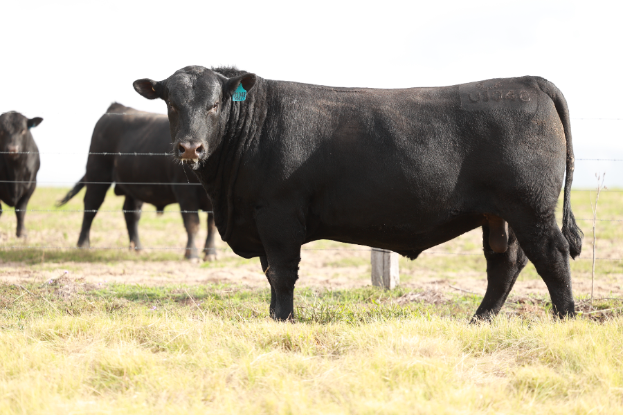 Lot 31 - CLUNIE RANGE U1048 | AuctionsPlus