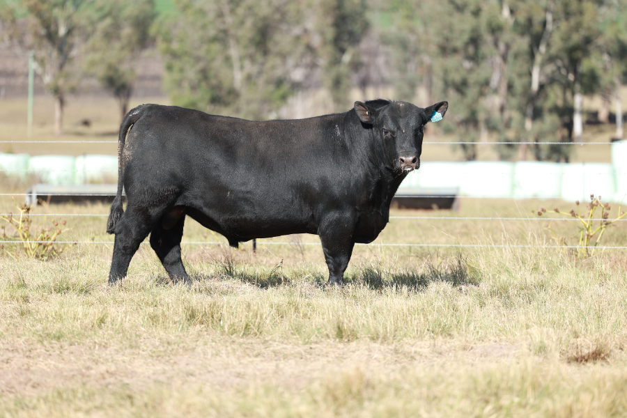 Lot 45 - CLUNIE RANGE UNCONDITIONAL U1936 | AuctionsPlus