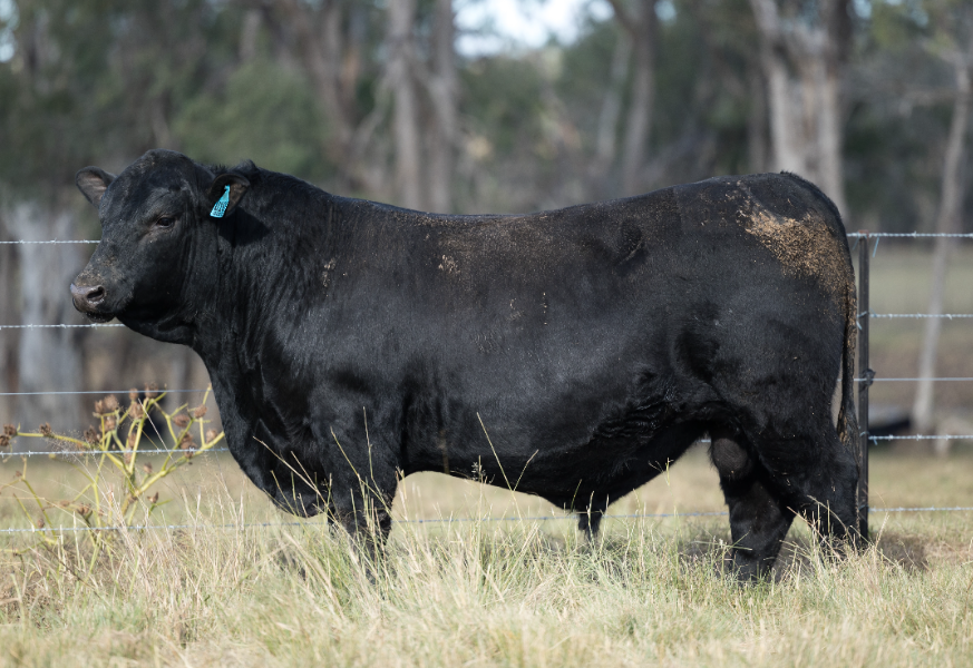 Lot 60 - CLUNIE RANGE UNDELIVERED U169 | AuctionsPlus