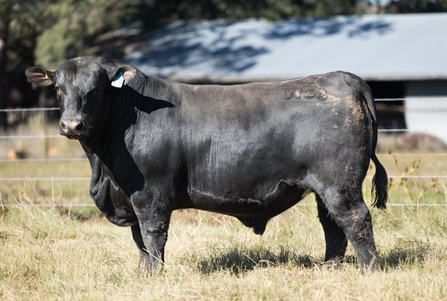 Lot 71 - CLUNIE RANGE UNRIVALLED U164 | AuctionsPlus