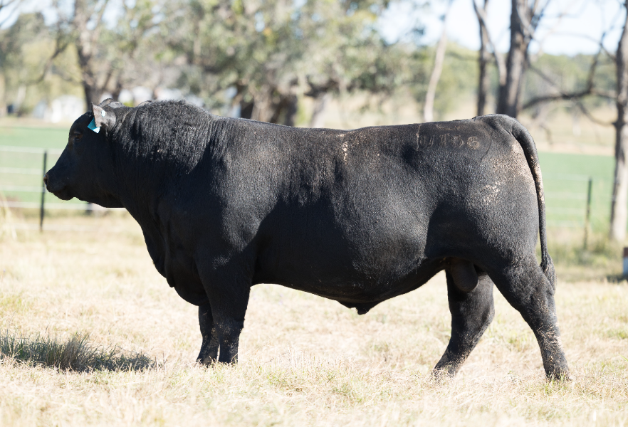 Lot 73 - CLUNIE RANGE UNFORGETABLE U166 | AuctionsPlus