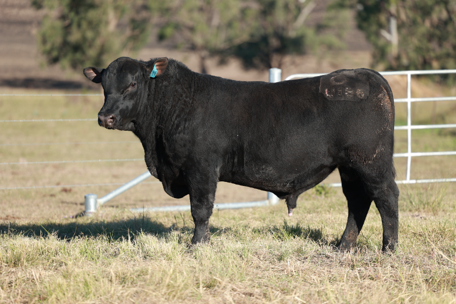 Lot 82 - CLUNIE RANGE UNBIASED U186 | AuctionsPlus