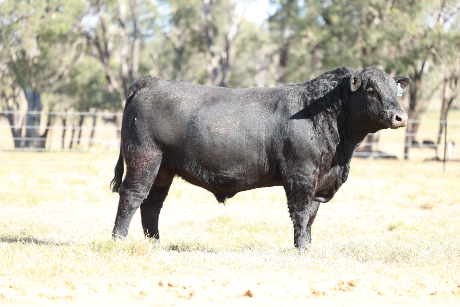 Lot 84 - CLUNIE RANGE UNEXPECTED U561 | AuctionsPlus