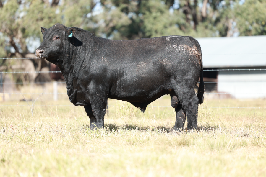 Lot 88 - CLUNIE RANGE UNCLE BOSS U518 | AuctionsPlus