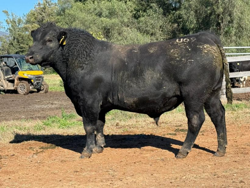 Lot 4 - SEGENHOE RONAN U69 | AuctionsPlus