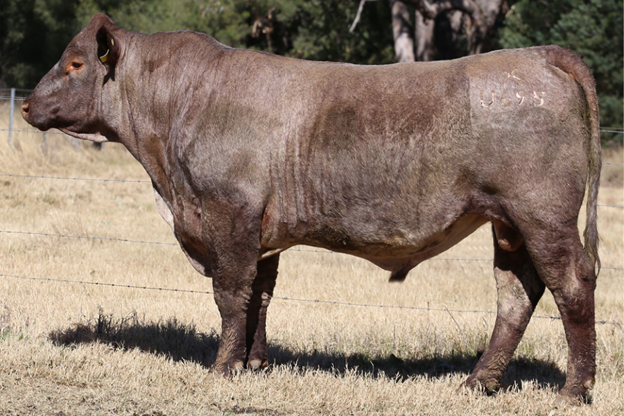 Lot 76 - FUTURITY UNIVERSAL 695 | AuctionsPlus