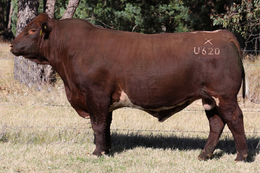 Lot 87 - FUTURITY UNIQUE U620 | AuctionsPlus