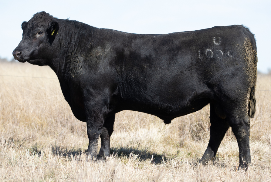 Lot 44 - NB GENETICS UPFIELD U1009 | AuctionsPlus