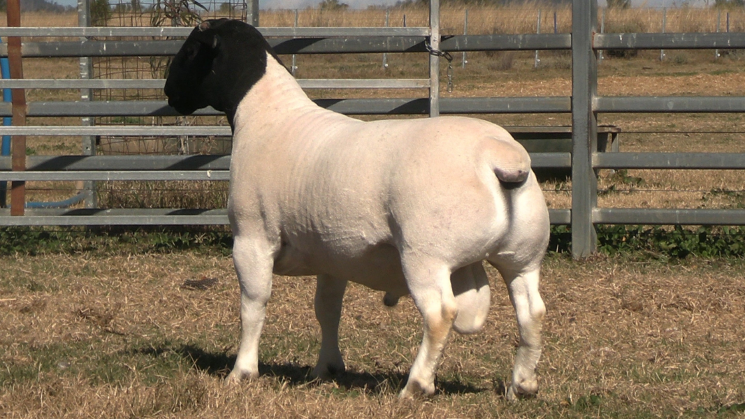 Lot 59 - AMARULA 24-4062 | AuctionsPlus