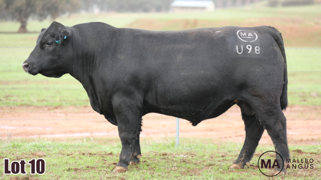 Lot 10 - MALEBO MOGUL U98 | AuctionsPlus