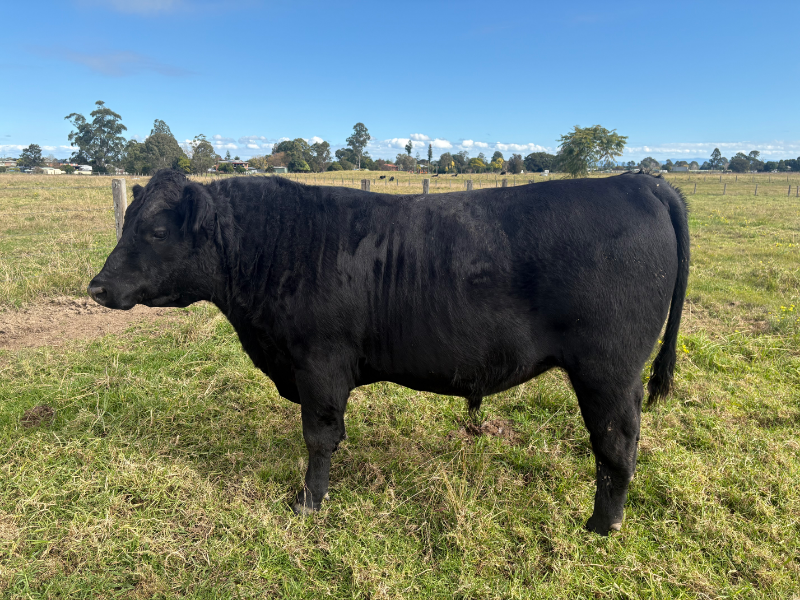 Lot 40 - Tullambi Park Unwin U4 | Auctionsplus