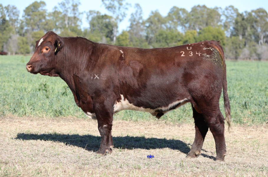 Lot 51 - SOUTHERN CROSS Uptown Rebel U234 | AuctionsPlus
