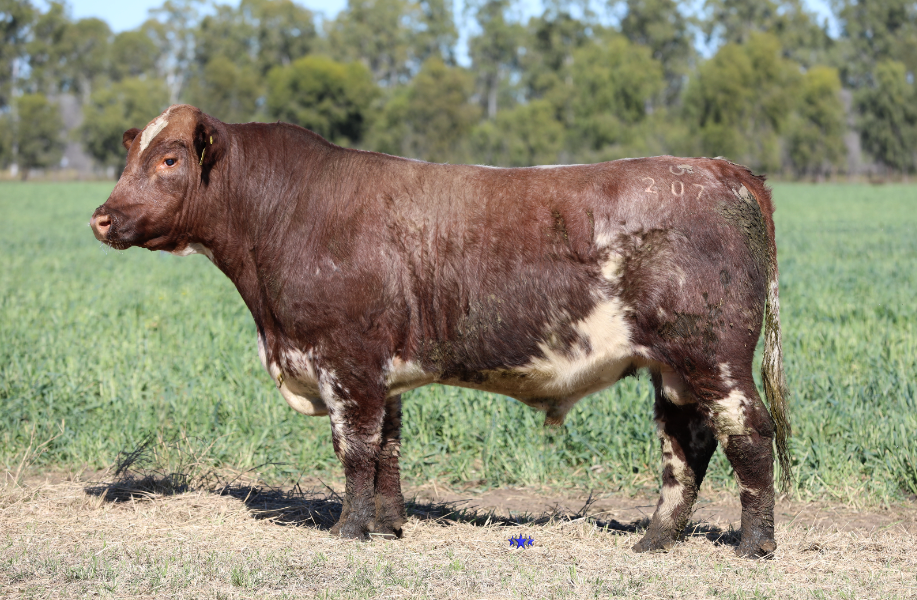 Lot 7 - SOUTHERN CROSS Union Jack U207 | AuctionsPlus