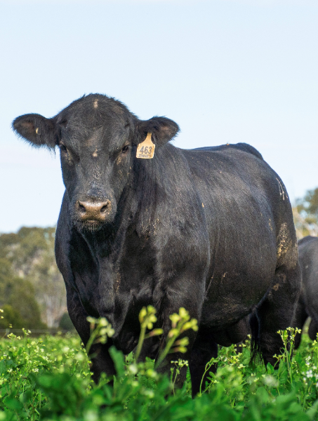 Lot 19 - MARCELLA CAPITALIST U463 | AuctionsPlus