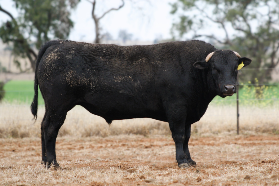 Lot 37 - MIKU U2 (ET) | AuctionsPlus