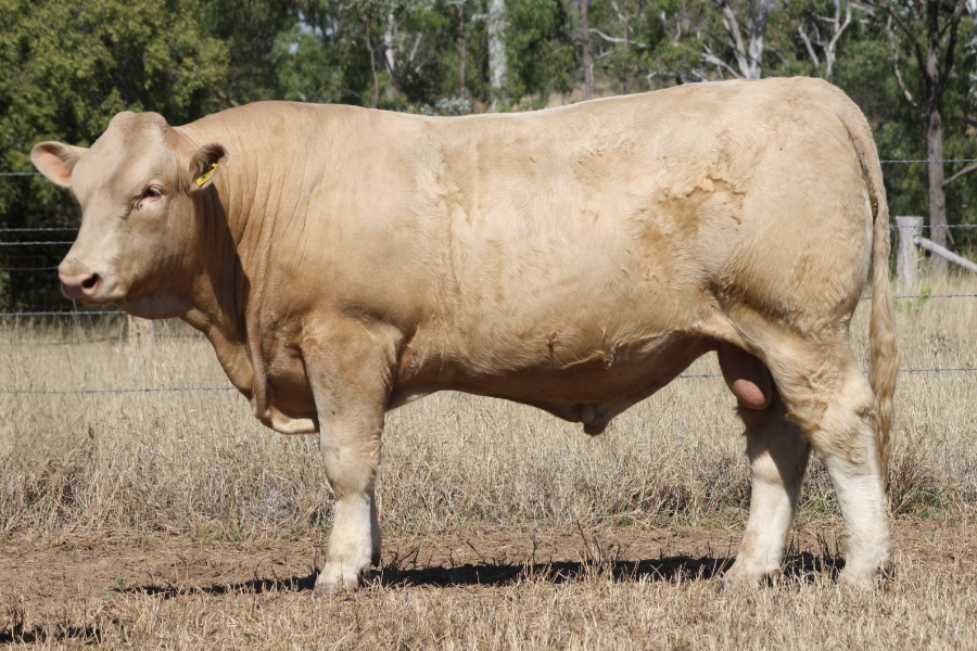 Lot 12 - CLARE UNCLE FRITZ | AuctionsPlus