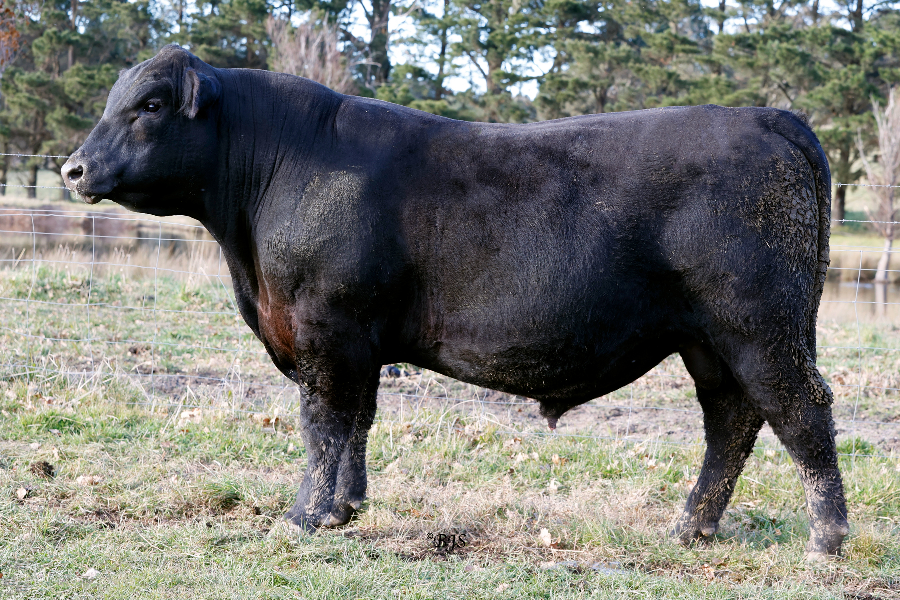 Lot 2 - KO DEADWOOD U418 | AuctionsPlus