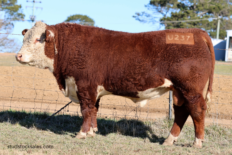 YALGOO TONIC U237 (AI) (PP) | AuctionsPlus