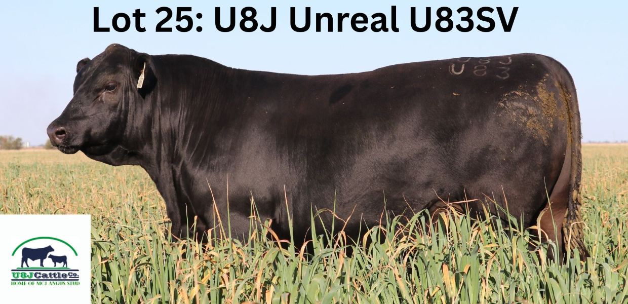 Lot 25 - U8J CATTLE CO UNREAL U83 | AuctionsPlus