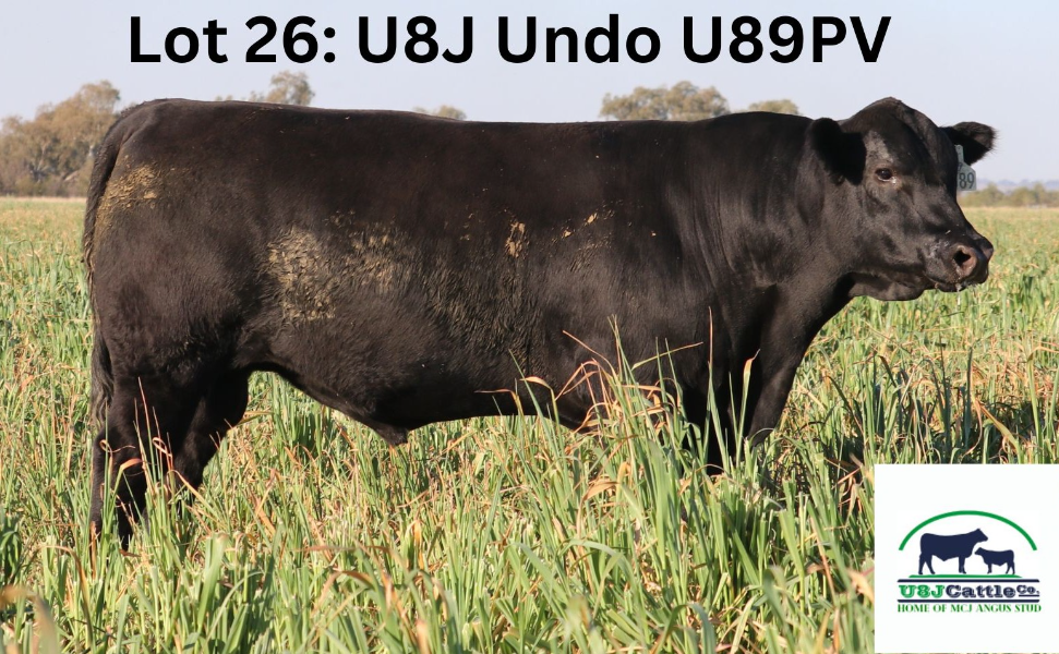 Lot 26 - U8J CATTLE CO UNDO U89 | AuctionsPlus