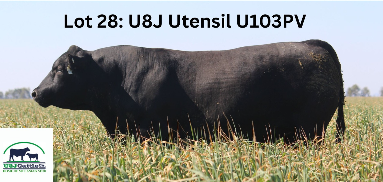 Lot 28 - U8J CATTLE CO UTENSIL U103 | AuctionsPlus