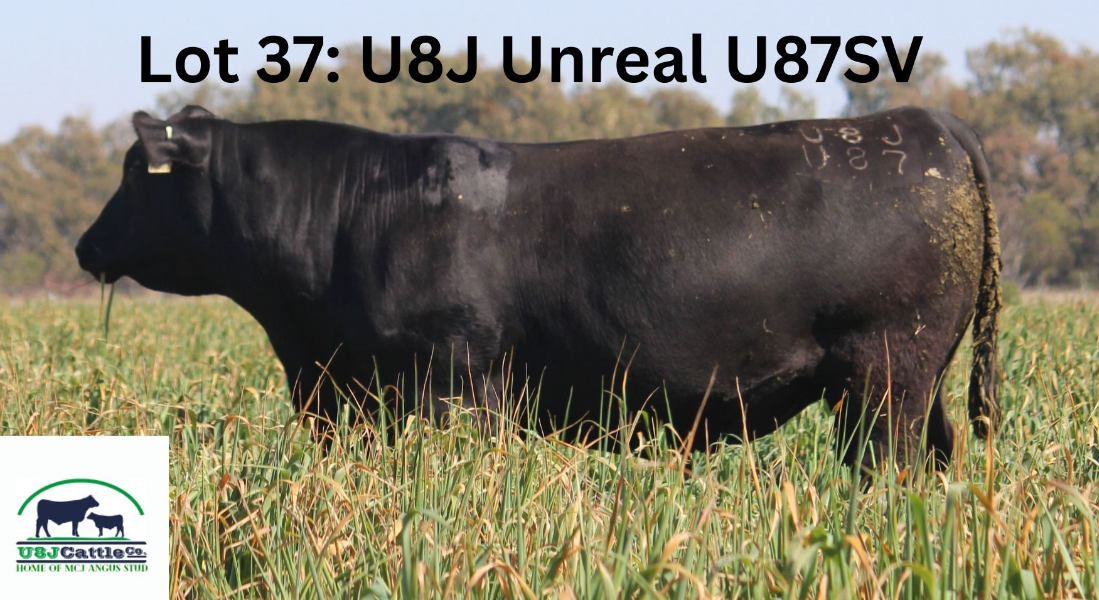Lot 37 - U8J CATTLE CO UNREAL U87 | AuctionsPlus