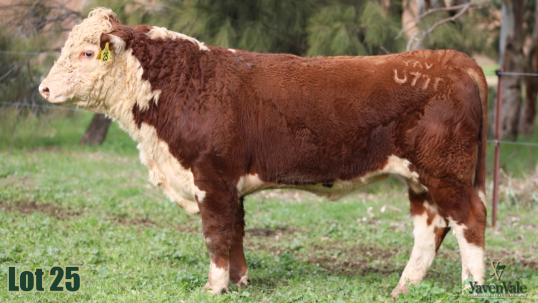 Lot 25 - YAVENVALE UMOUNT U778 (AI) (PP) | AuctionsPlus