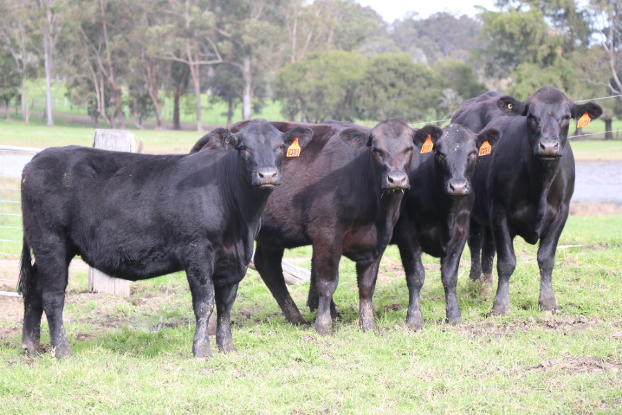 Lot 38 - 4 commercial Angus PTIC heifers | AuctionsPlus
