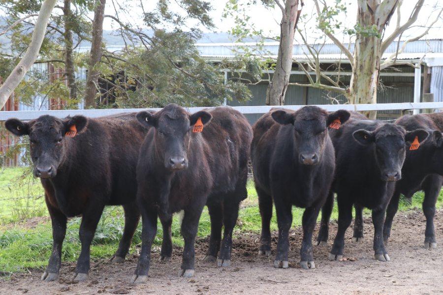 Lot 42 - 6 commercial Angus NSM heifers | AuctionsPlus