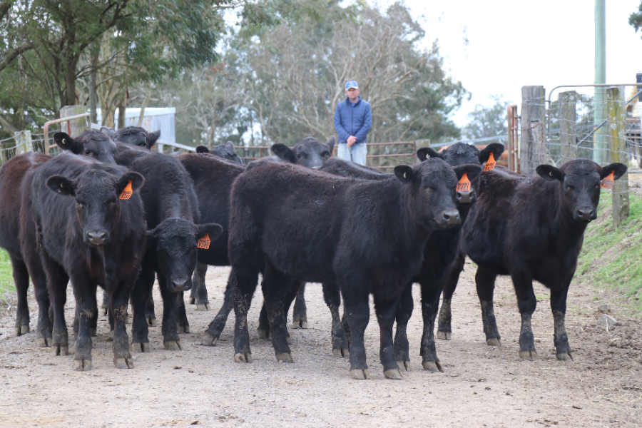 Lot 46 - 10 commercial Angus NSM heifers | AuctionsPlus
