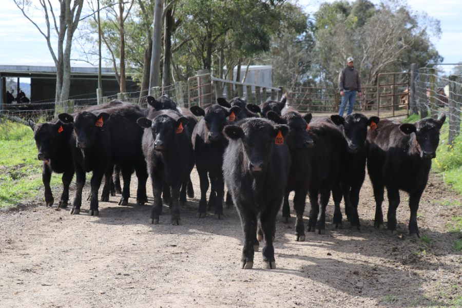 Lot 47 - 10 commercial Angus NSM heifers | AuctionsPlus