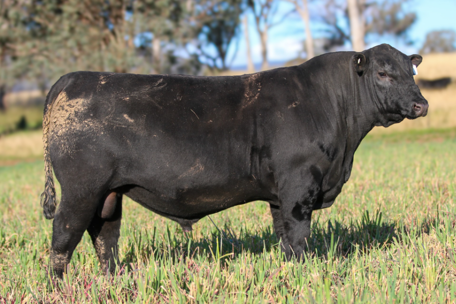 Lot 21 - 3RLS BLUEPRINT V045 | AuctionsPlus