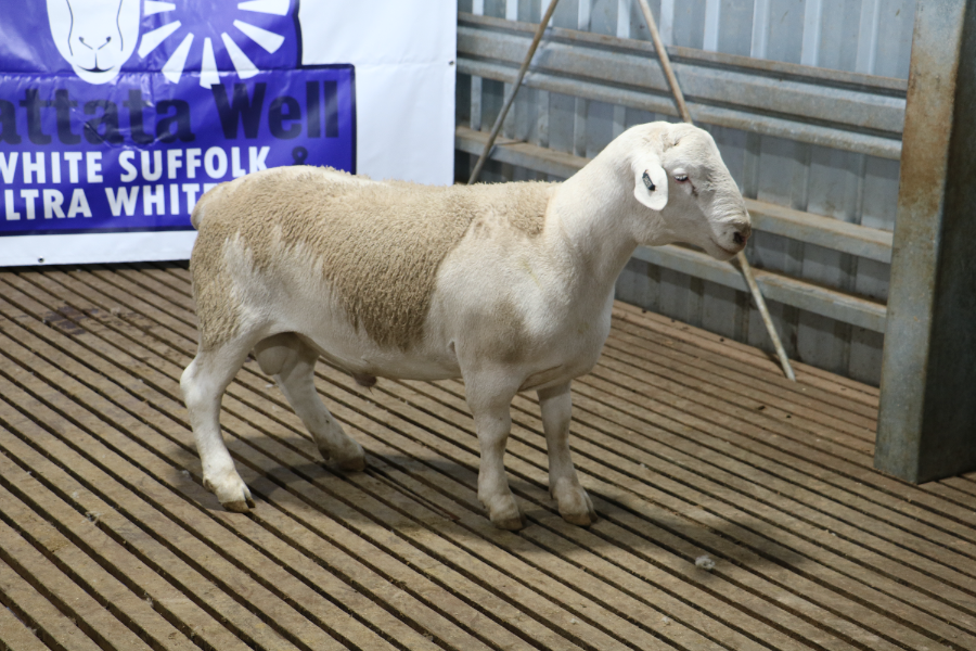 Lot 165 - Tag - 24K070 | AuctionsPlus