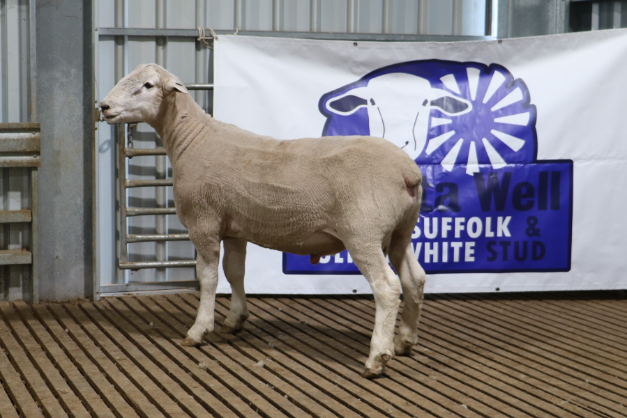 Lot 15 - Tag - 240239 | AuctionsPlus