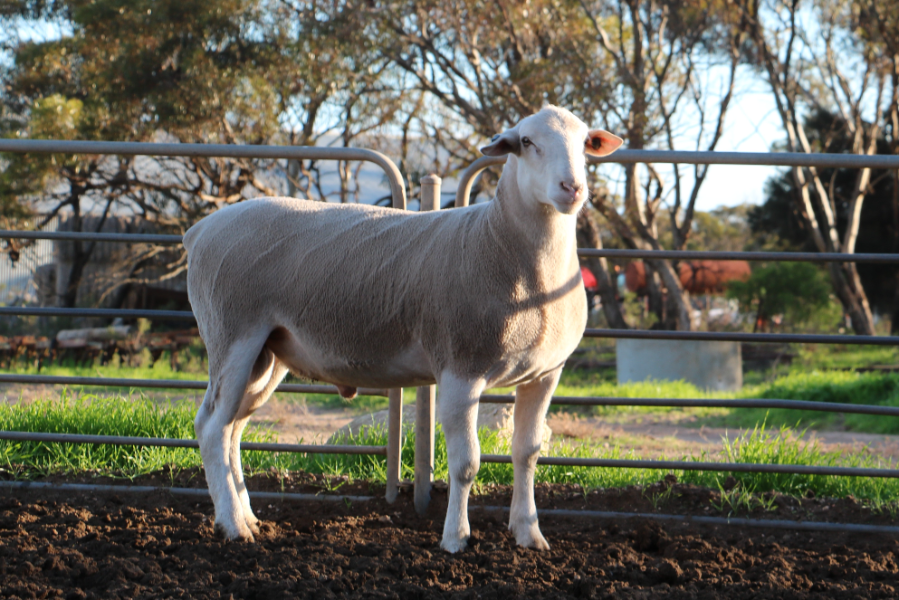 Lot 37 - Tag - 240457 | AuctionsPlus