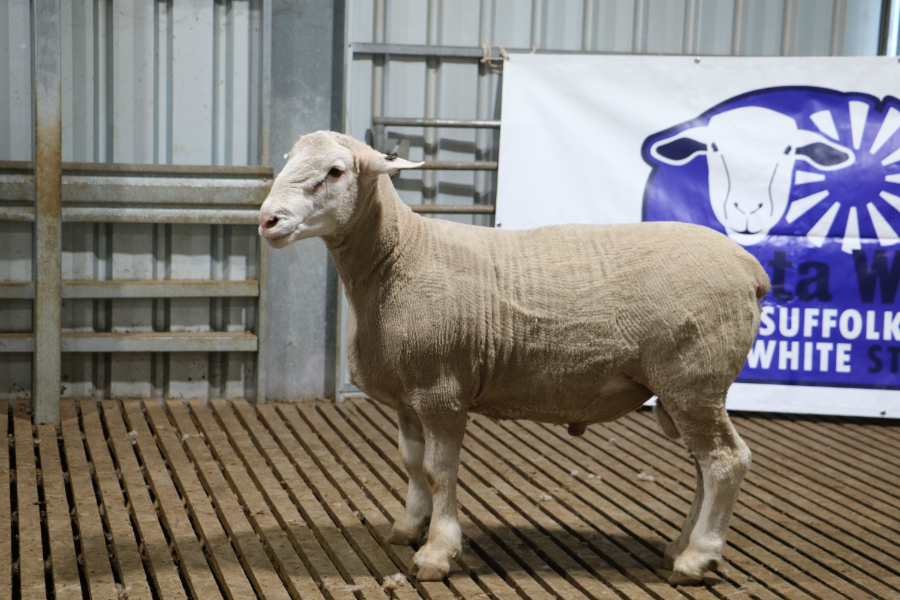 Lot 48 - Tag - 240142 | AuctionsPlus