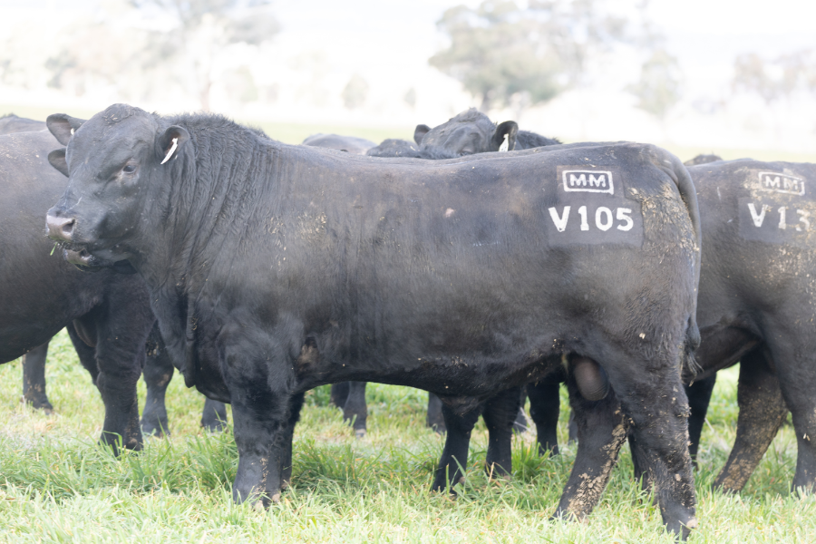 Lot 9 - MILLAH MURRAH VULCAN V105 | AuctionsPlus