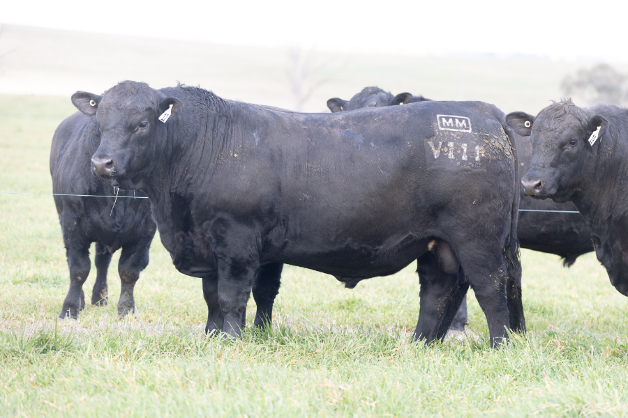 Lot 12 - MILLAH MURRAH VICEROY V111 | AuctionsPlus