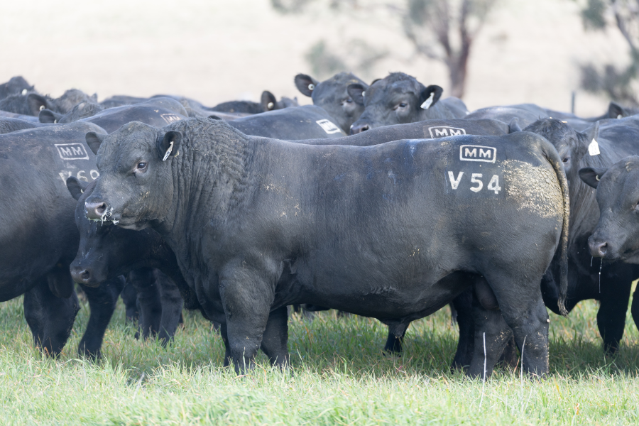 Lot 26 - MILLAH MURRAH VALOUR V54 | AuctionsPlus