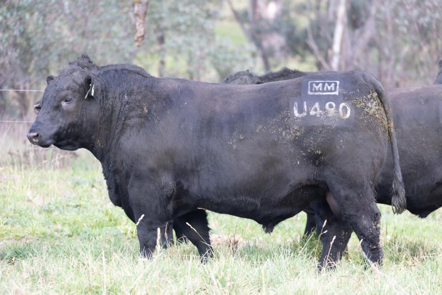 Lot 45 - MILLAH MURRAH USAIN U490 | AuctionsPlus