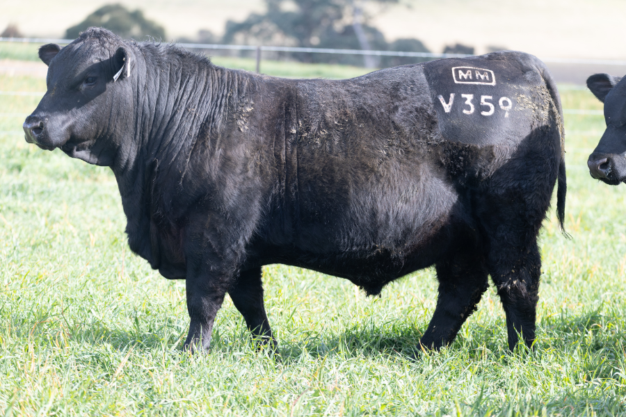 MILLAH MURRAH VIGOUR V359 | AuctionsPlus