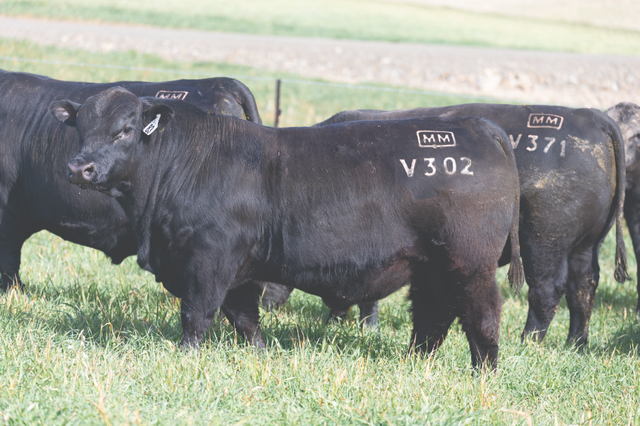 Lot 83 - MILLAH MURRAH VANCOUVER V302 | AuctionsPlus