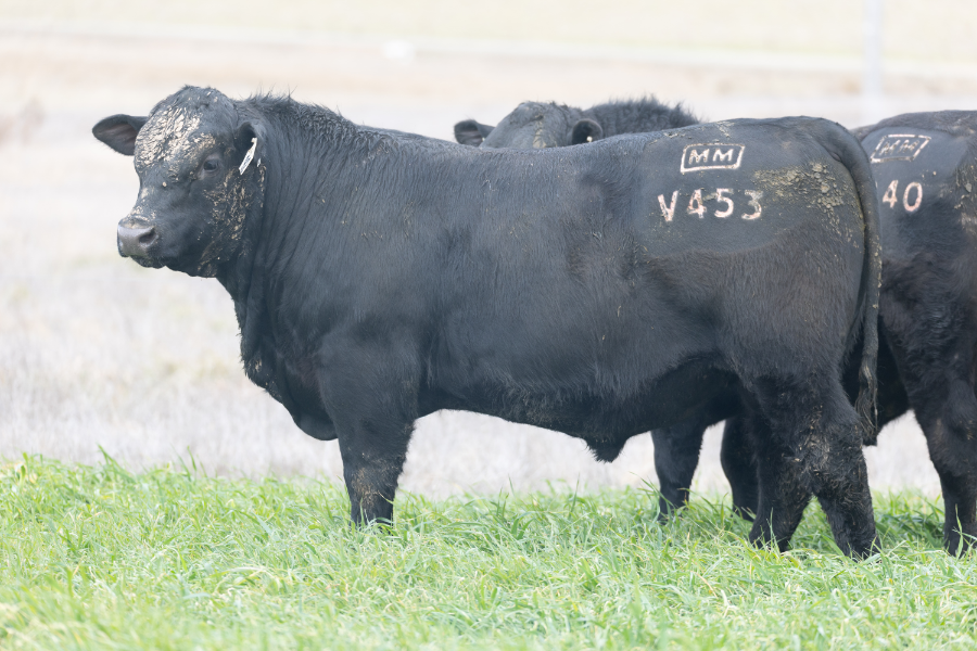 Lot 92 - MILLAH MURRAH VORTEX V453 | AuctionsPlus