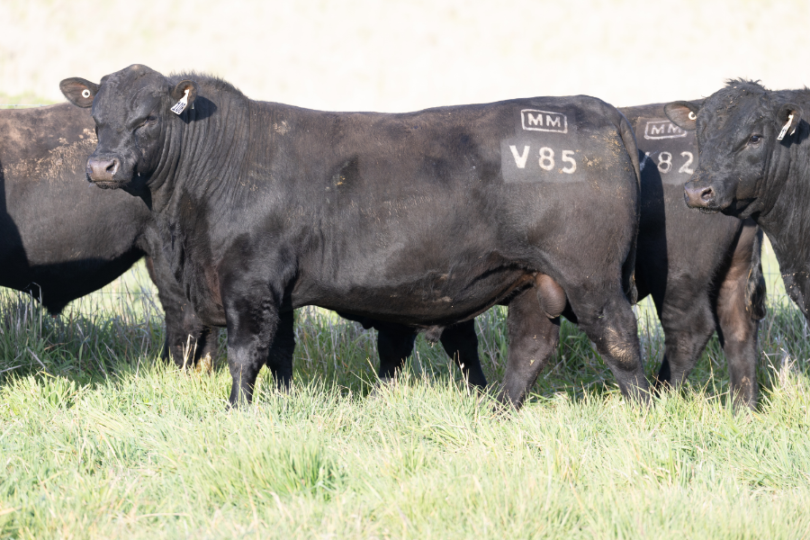 Lot 108 - MILLAH MURRAH VECTOR V85 | AuctionsPlus